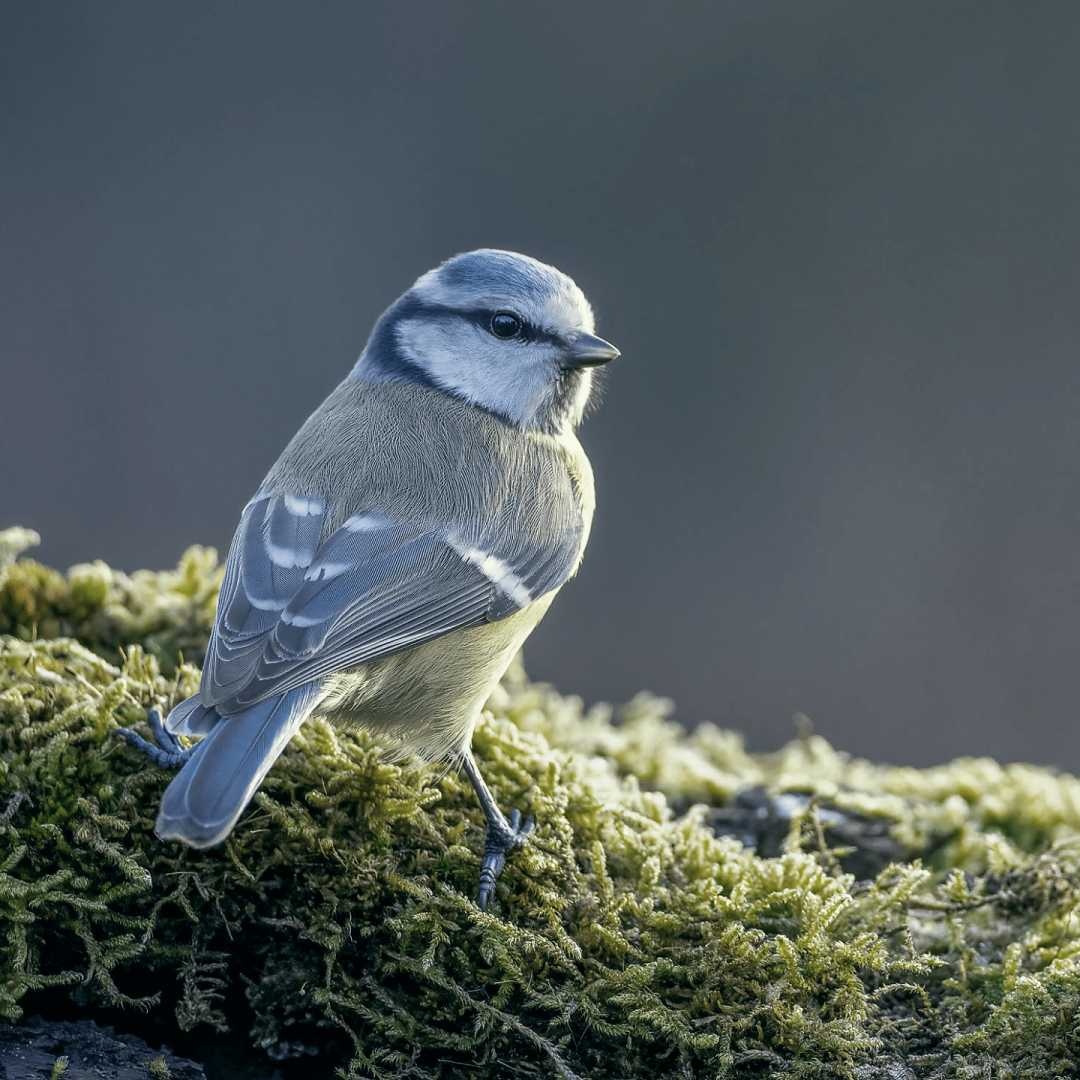 Moje ČSO - Členský portál České společnosti ornitologické